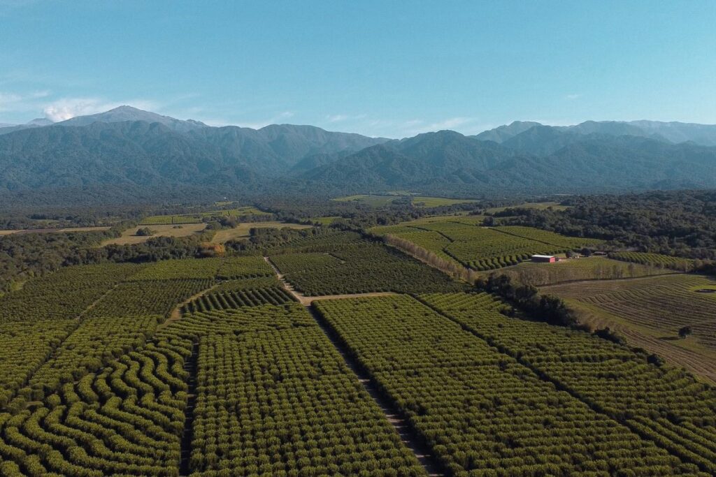 Bernabé Padilla, de Citromax (Argentina): «A pesar de la competencia ...