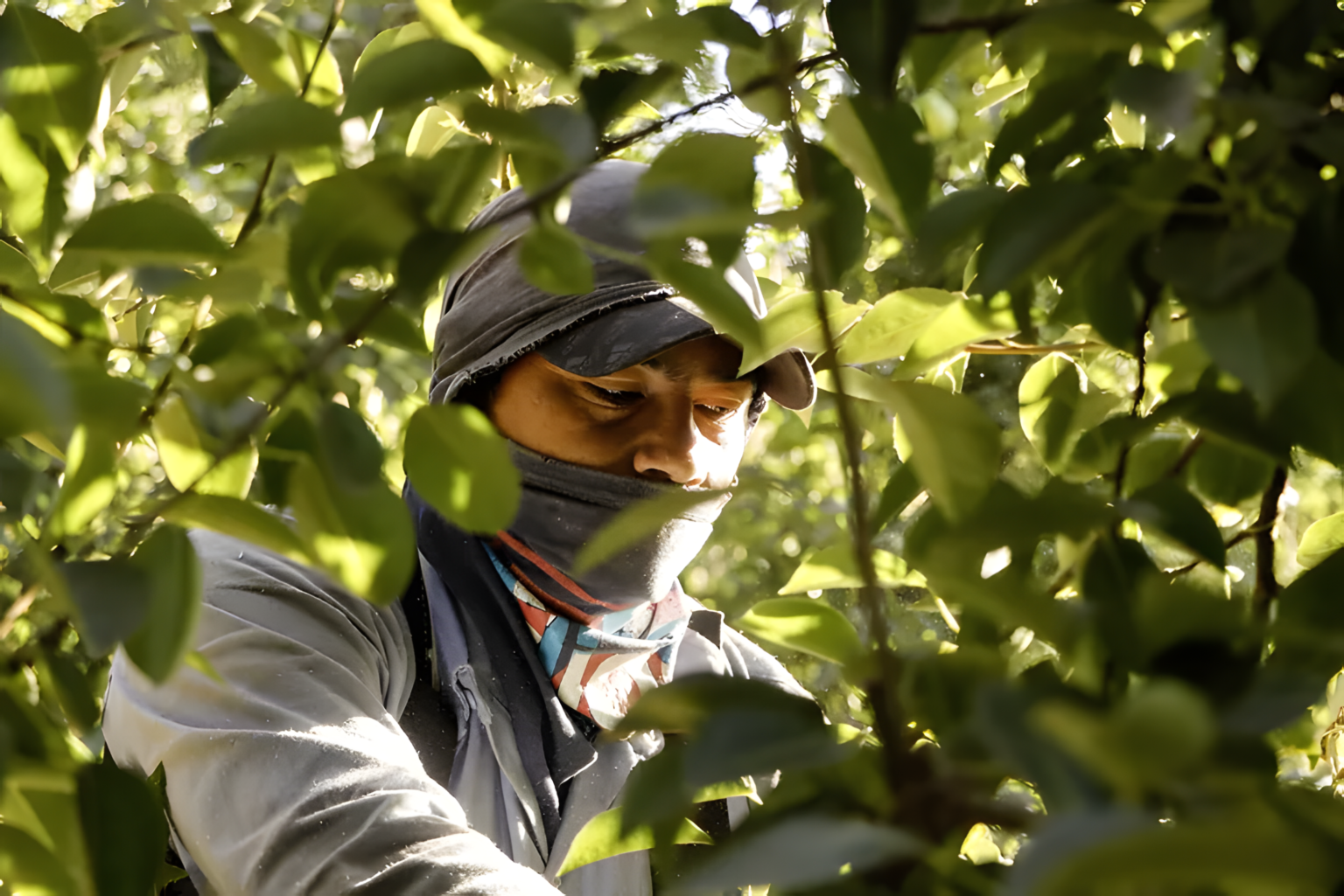 La cosecha de peras y manzanas de la Argentina cayó 3% | Federación ...